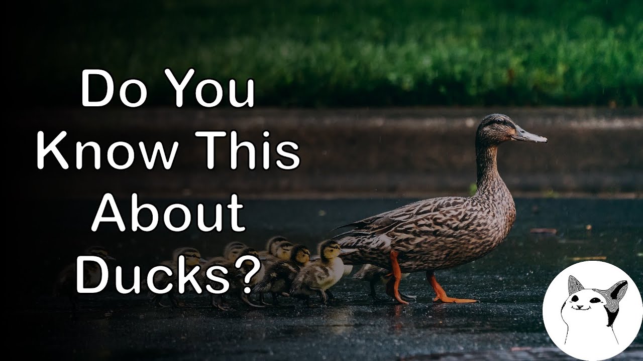Exploring the Enchanting World of Ducks 🦆 - 10 Fascinating Duck ...