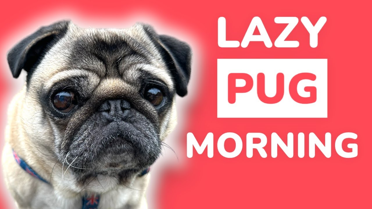Lazy Pug Morning: Pangpang the Pug Refuses To Get Out of Bed For ...