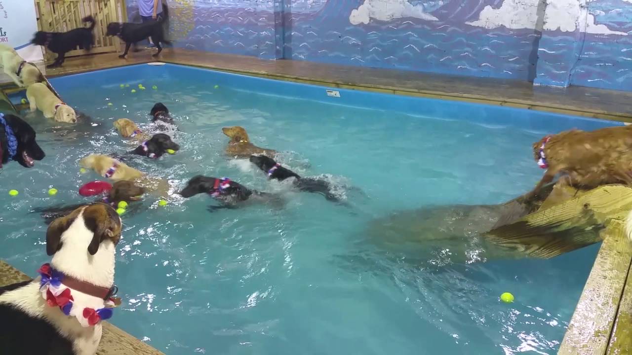 Summer time dog pool party! - YouTube
