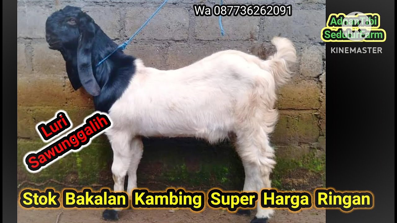 Bakalan Kambing Super Luri Sawunggalih Harga Sangat Terjangkau - YouTube