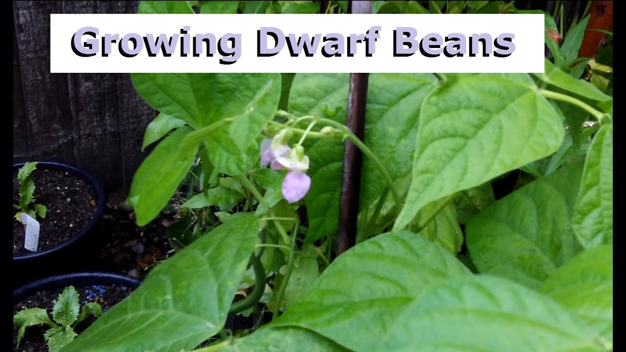 Growing Dwarf Beans, and Recipe - YouTube