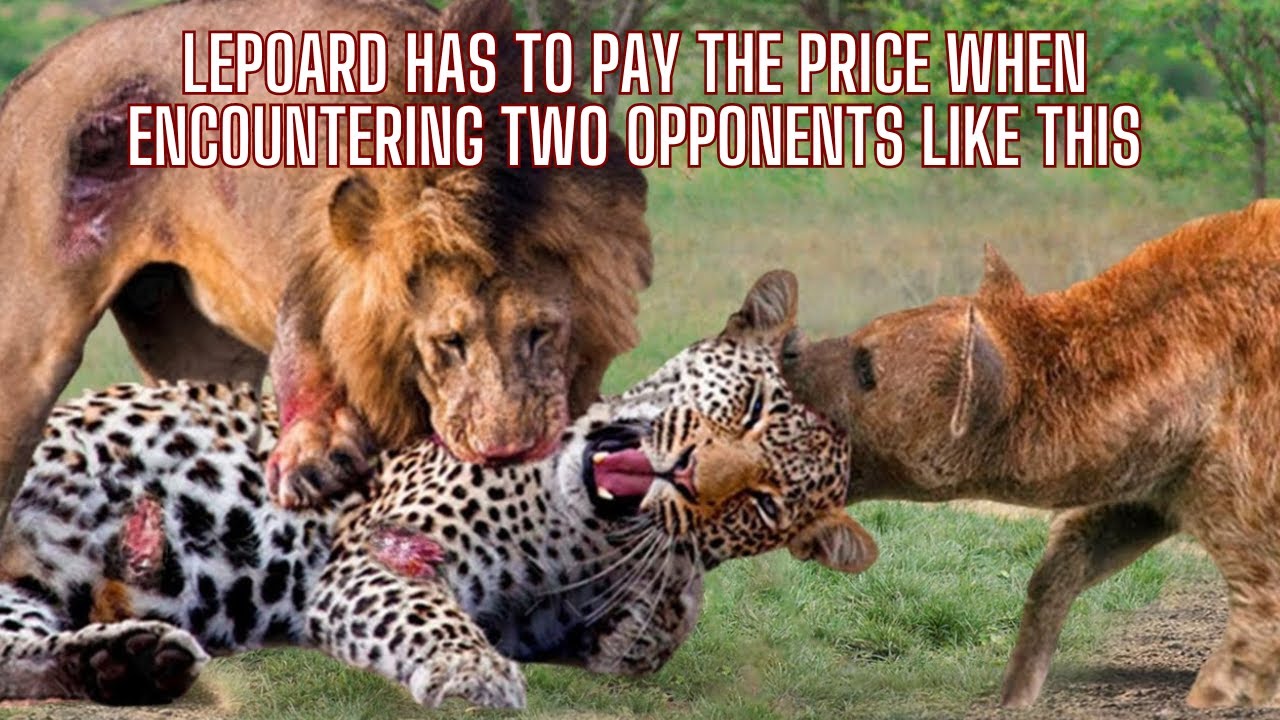 The predators are hungry and search for their prey without mercy. - YouTube