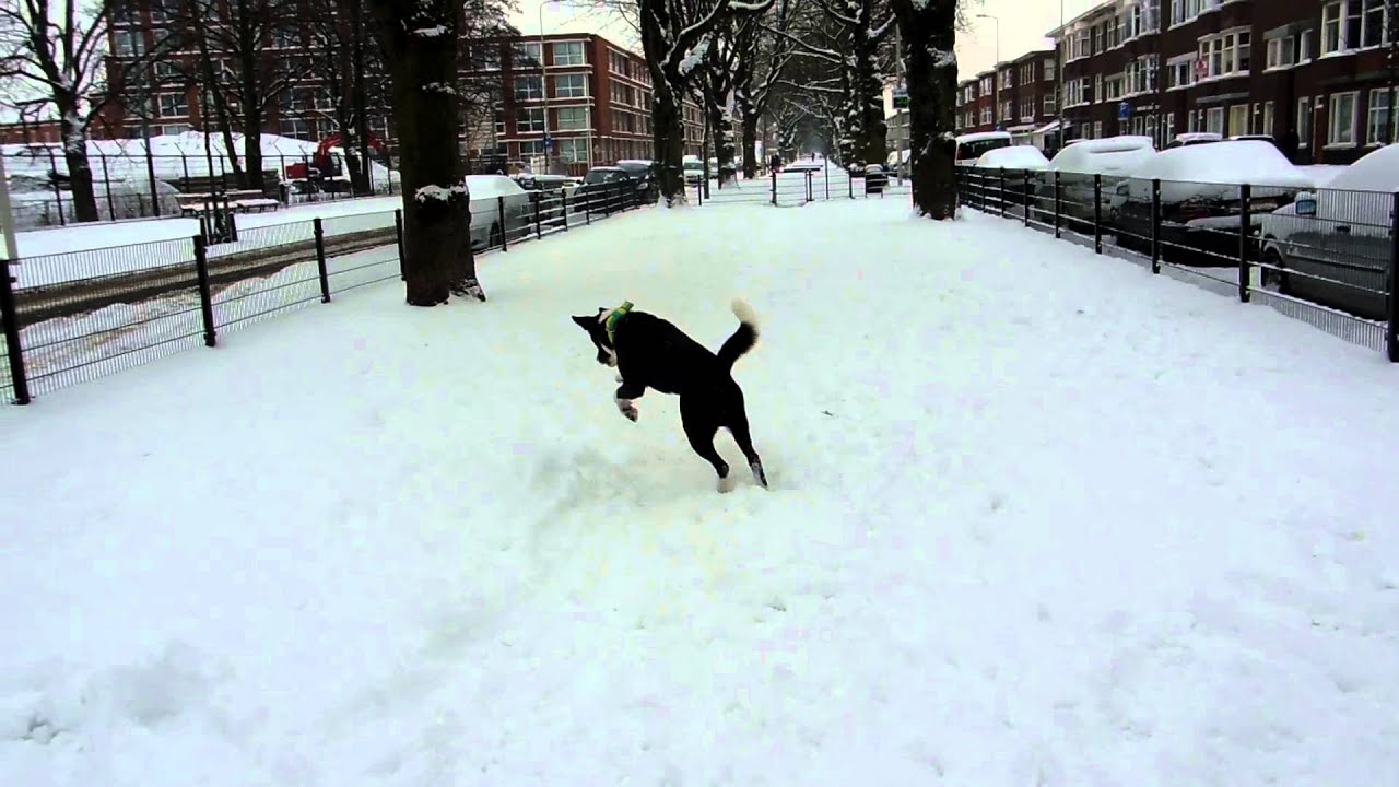 Akita X American bulldog mix : Bullkita Gijsje ! - YouTube