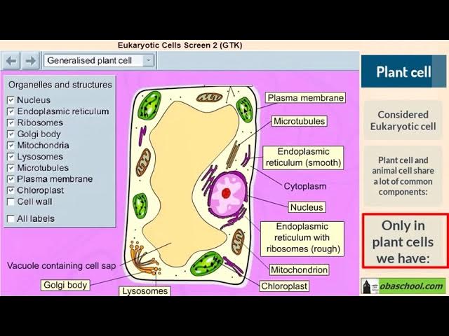 23 Eukaryotic Cells Bioninja Plant Cell Diagram Cell