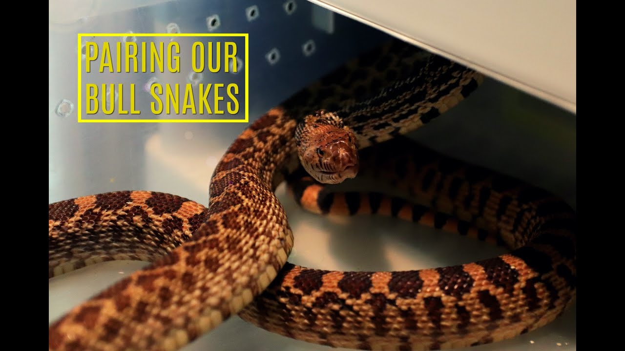 Red Snakes Bull Snake