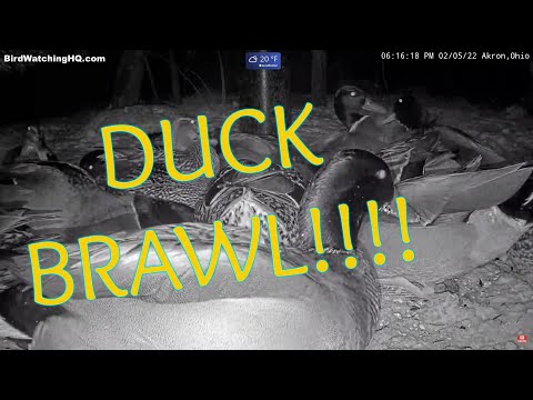 Duck Brawl! 🦆 Free For All @ BWHQ Akron - 2.5.22 - YouTube