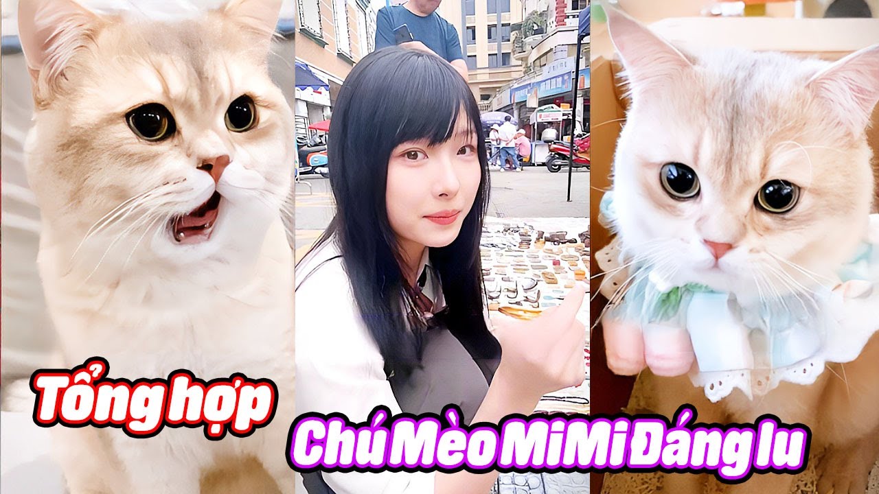 Tổng Hợp Chú Mèo MiMi Dễ Thương P18 #thúcưng #vậtnuôi #chómèohàihước #funny - YouTube