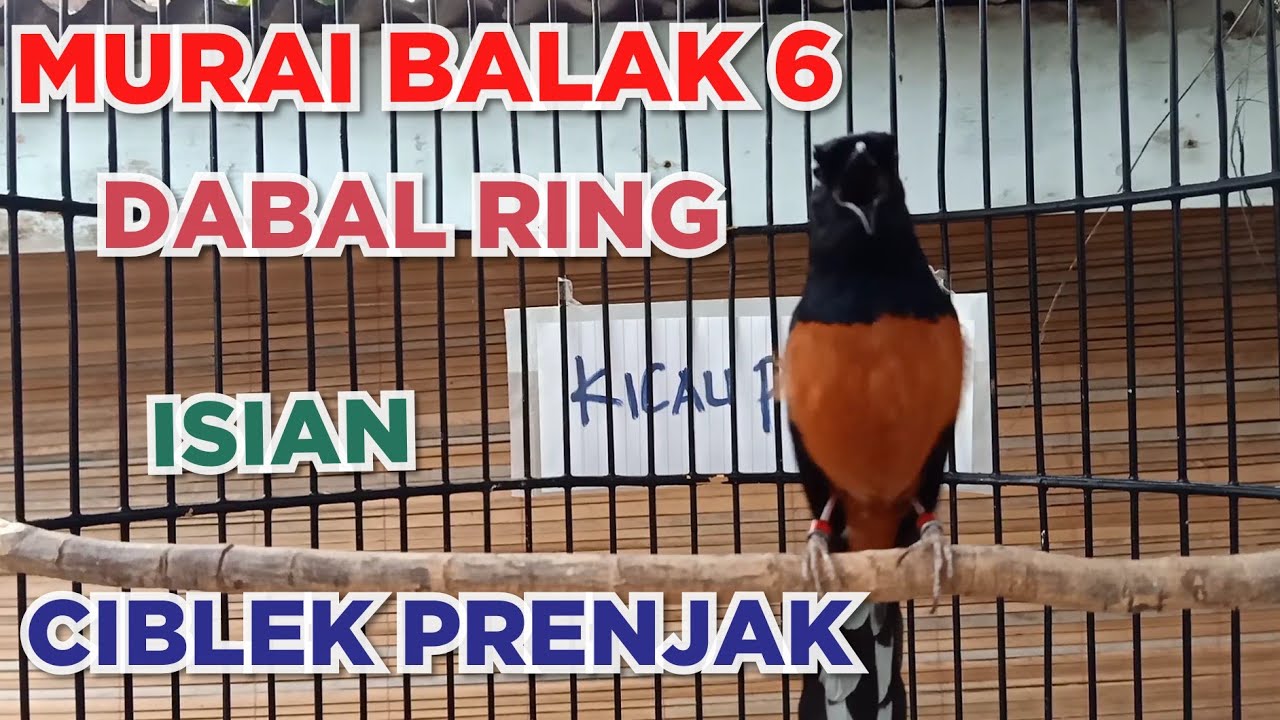 Murai Medan Balak 6 Dabal Ring || kicau pidong - YouTube