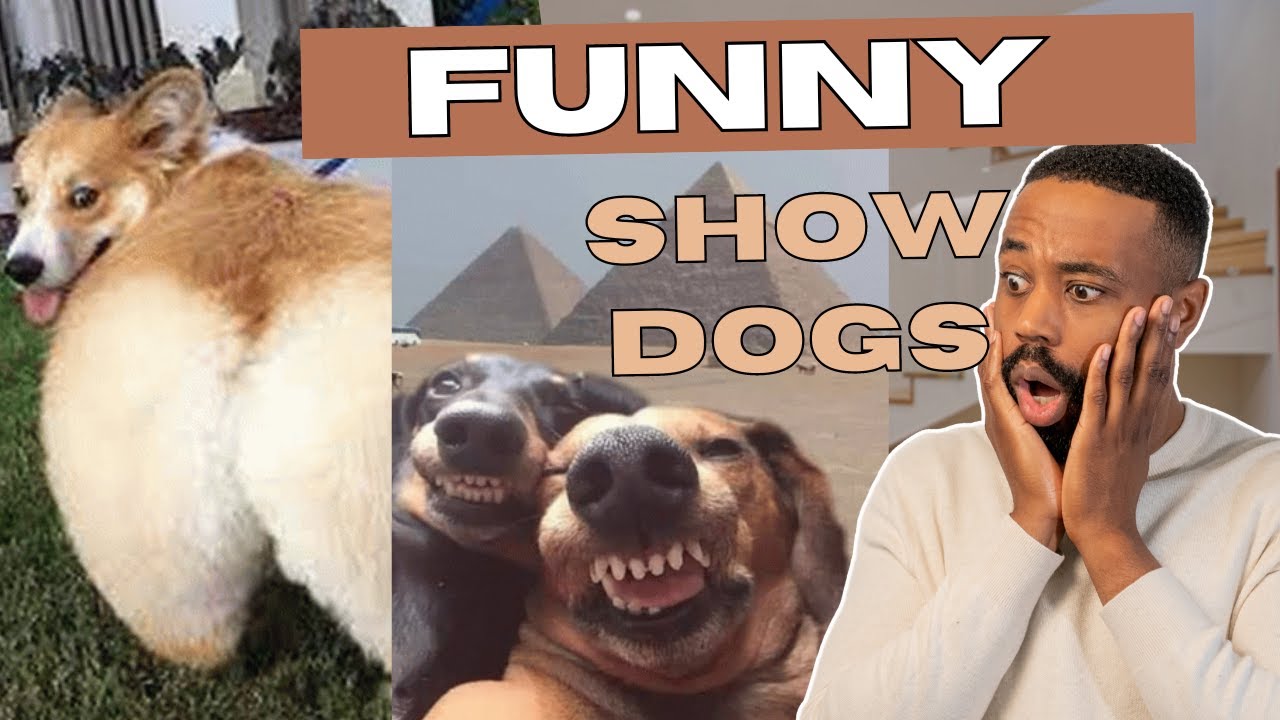 Why Are Funny Show Dogs Always So Funny? - YouTube