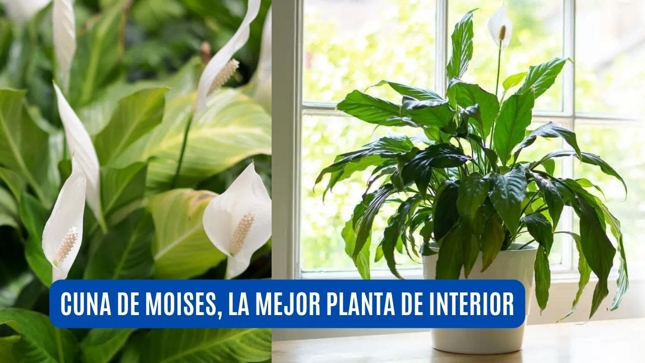PLANTA CUNA DE MOISES CUIDADOS Y CONSEJOS - YouTube