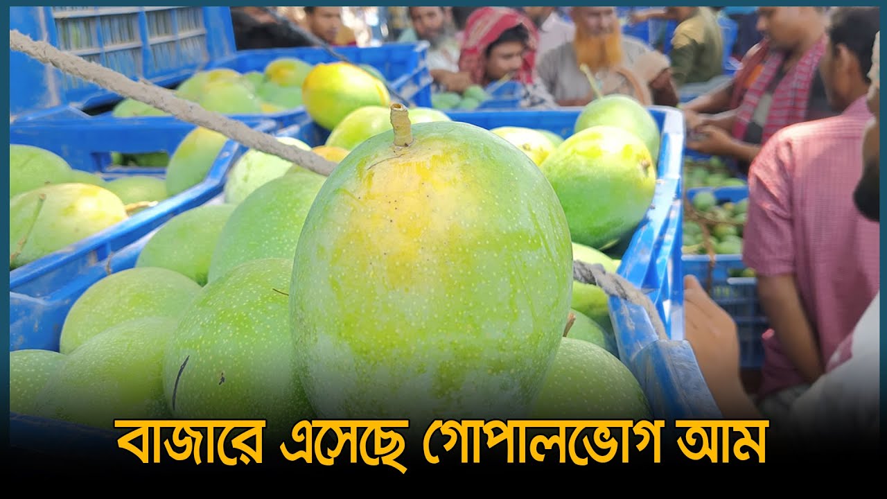 বাজারে এসেছে গোপালভোগ | Rajshahi Mango | Gopalbhog | Rajshahi | Dhaka ...