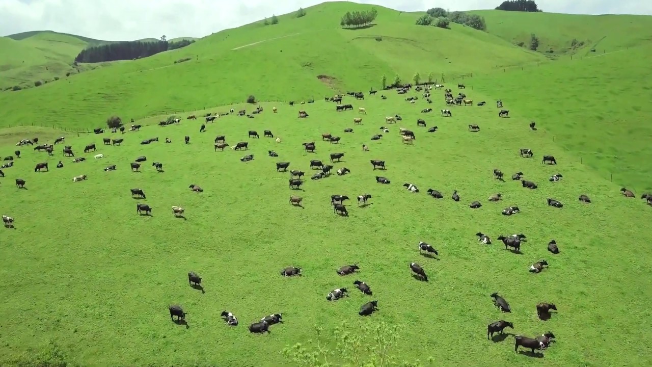 Grass Land Maintained As Pasture Land For Livestock Farming | DJI DRONE ...
