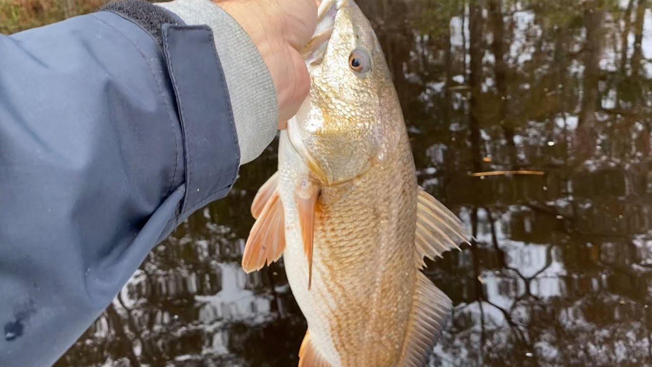 MirrOlure 17 for Big Trout & Redfish in 50 degree Water - YouTube