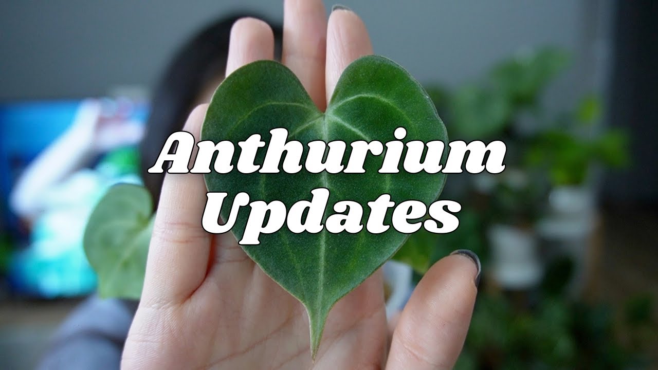 Mini Anthurium Collection + Growth Updates | 6 Anthurium Varieties ...