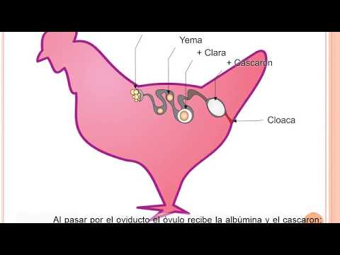 DESARROLLO EMBRIONARIO Y NACIMIENTO POLLOS - YouTube