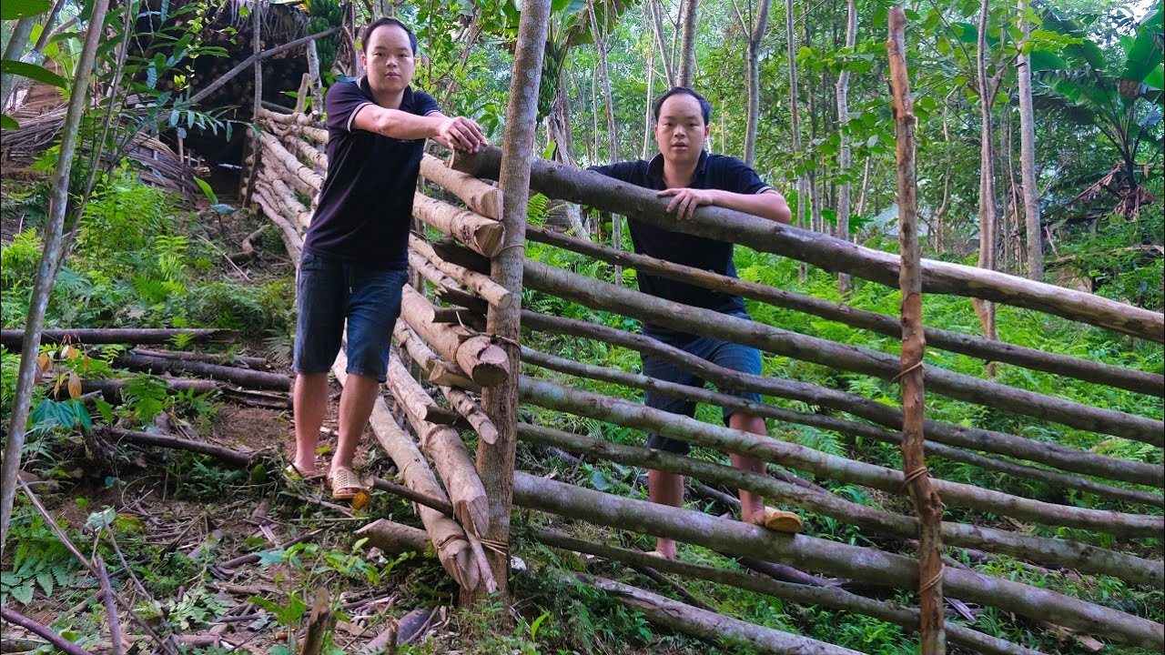 Duong fence around to make pig barn, project to raise wild boar in a ...