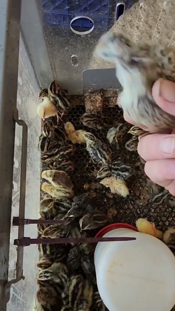 Key 2 Homesteading Quail & BobWhites, Hatching Eggs. - YouTube