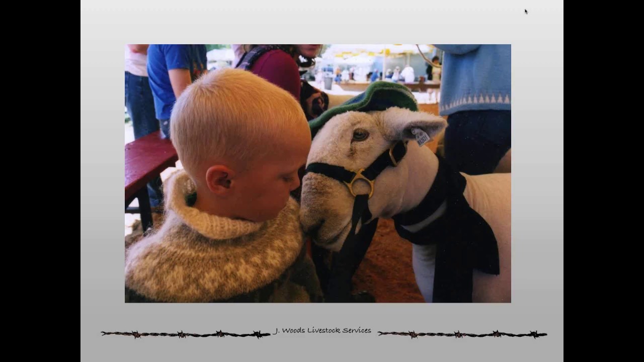 Webinar: Humane Handling for Sheep with Jennifer Woods - YouTube