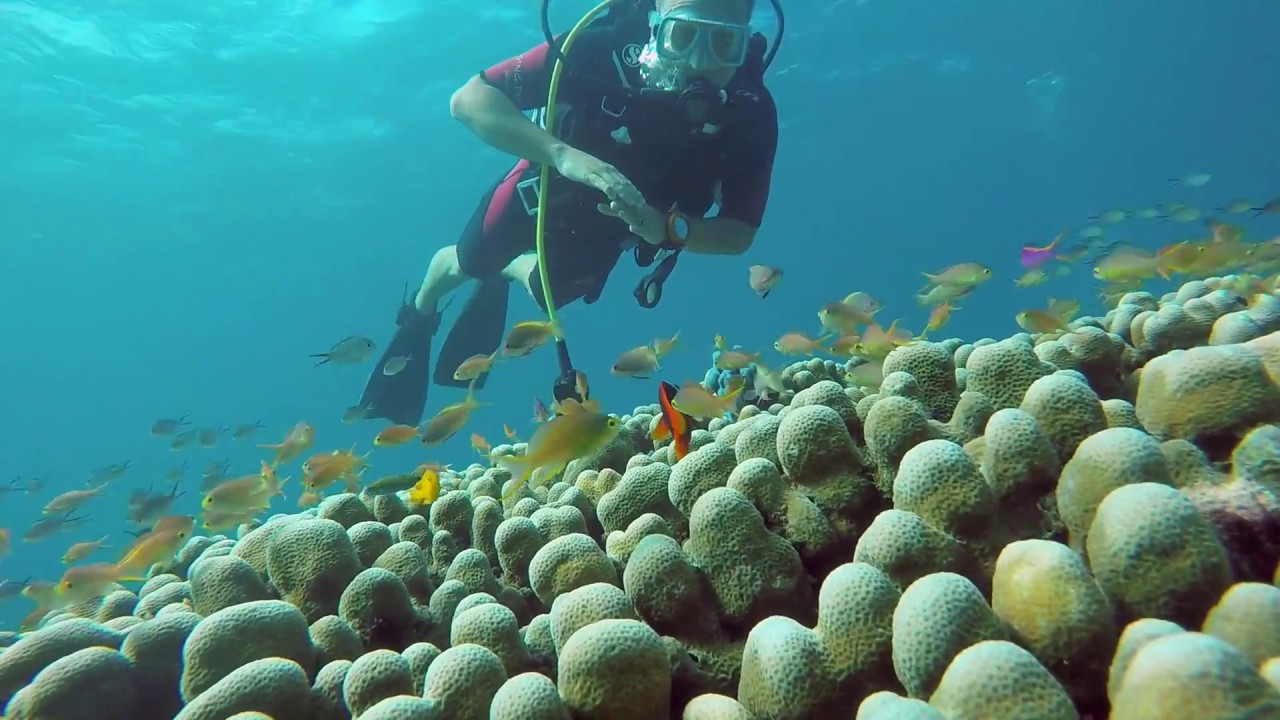 Scuba Diving in Sipalay - YouTube