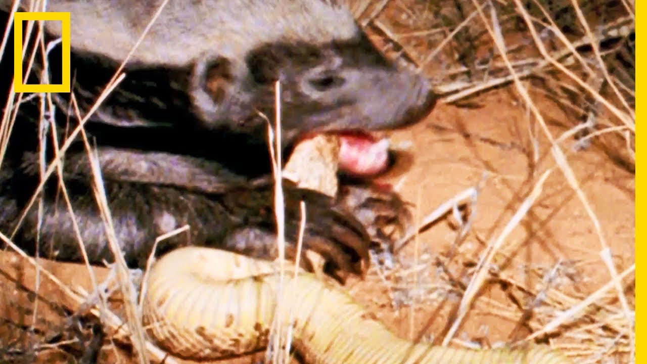 Un ratel s'attaque à une dangereuse vipère heurtante - YouTube