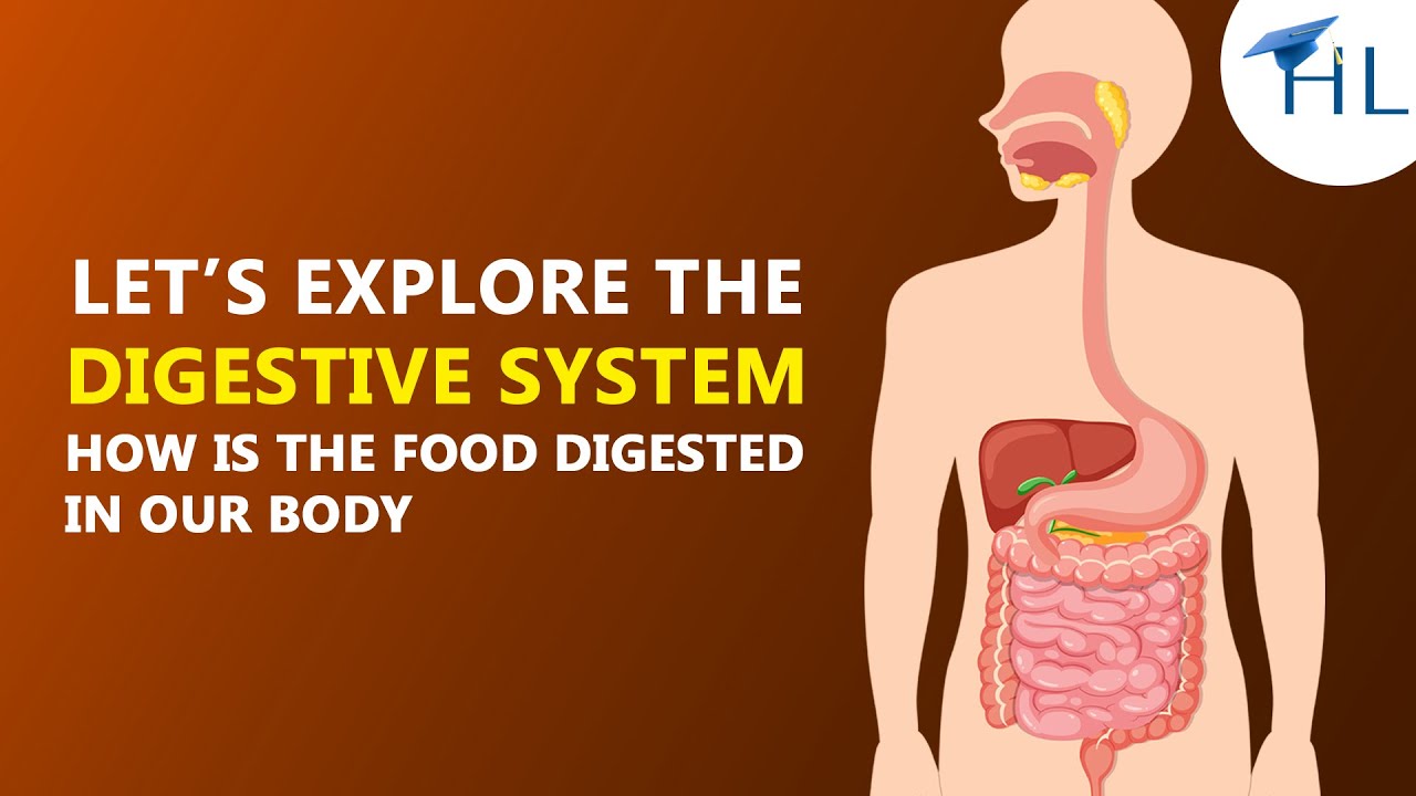 Let's Explore the Digestive System | How is the Food Digested is our Body - YouTube