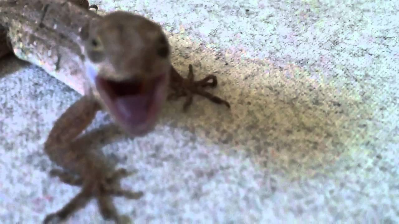 Lizard attack - YouTube