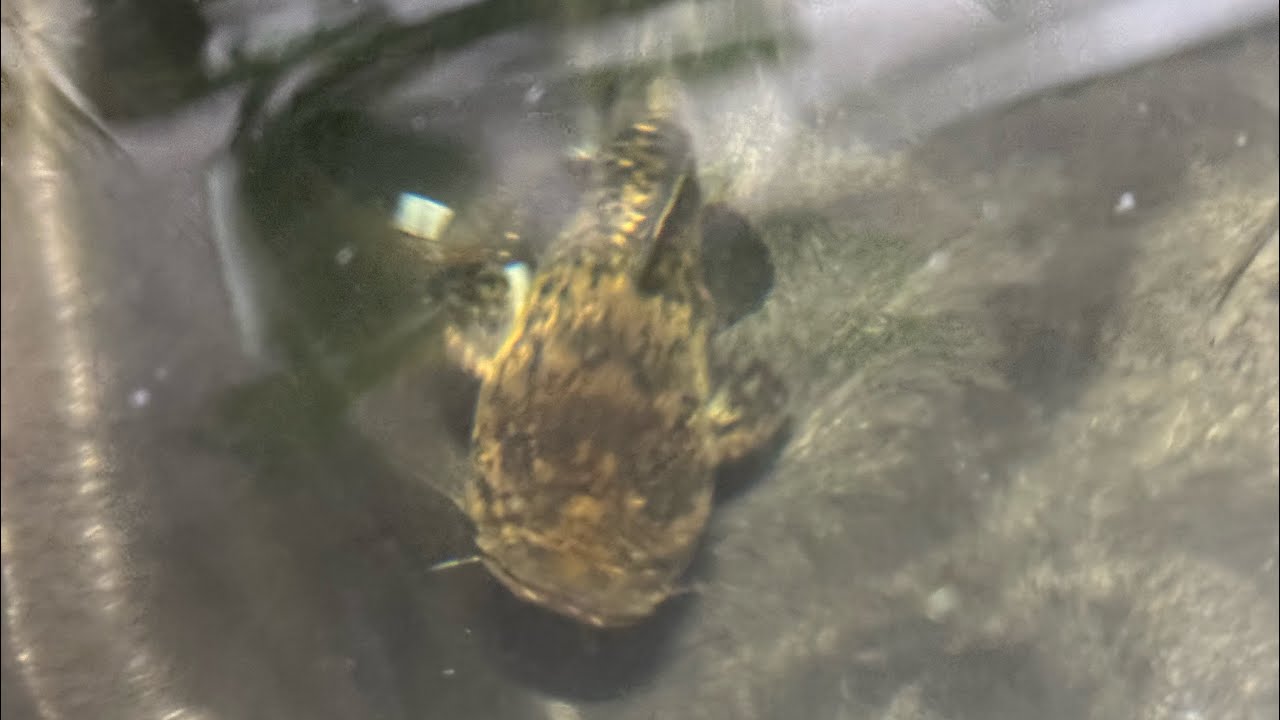 Rarely Seen Jelly Catfish - Apurensis - YouTube