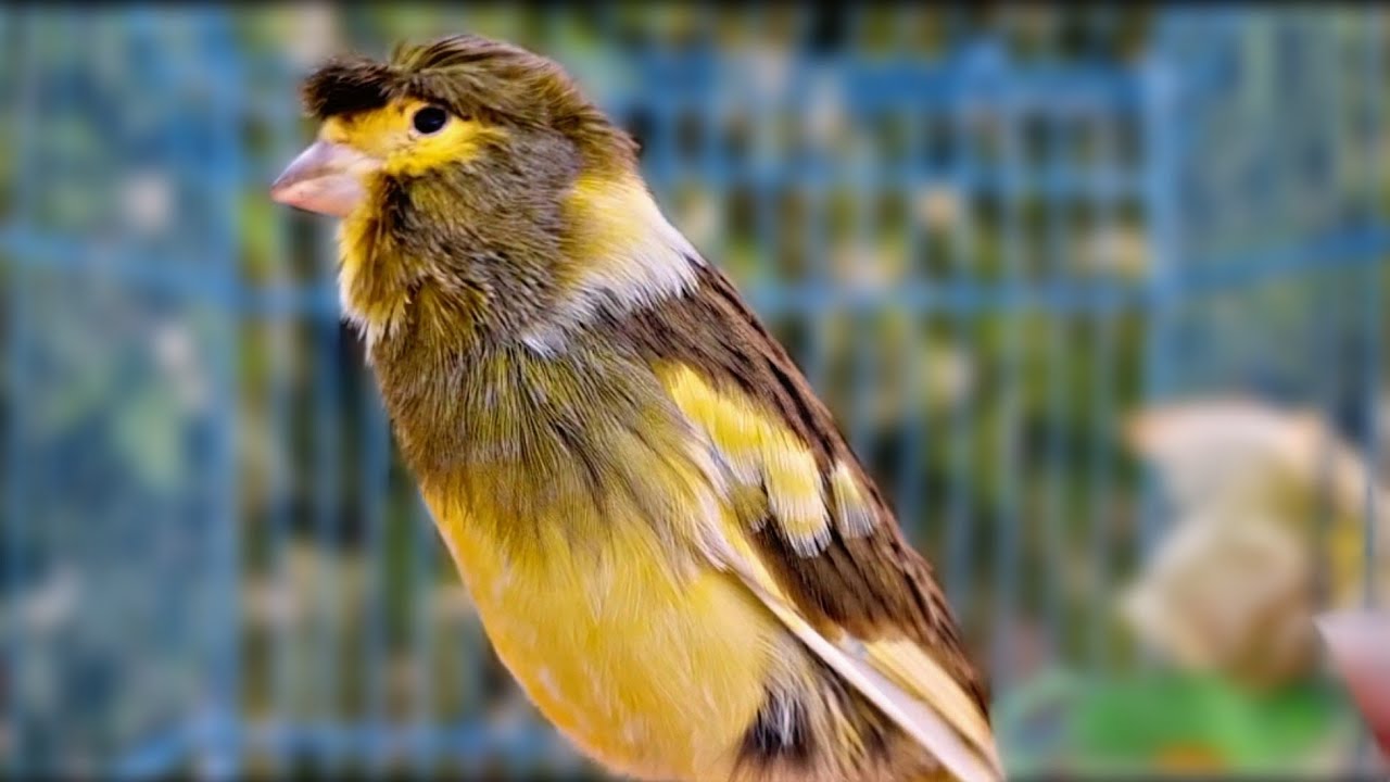 Canary singing Song For Training | Canary Singing - Video to Training ...