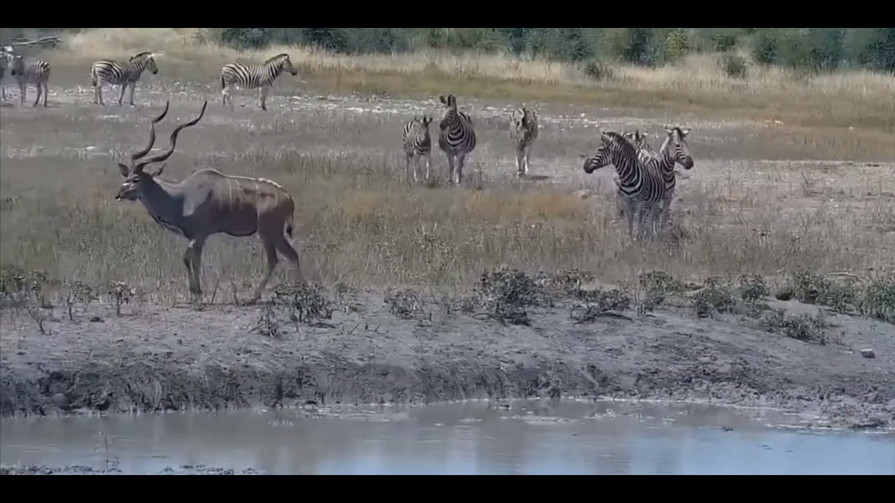 Day 23: Male greater kudu with long spiral horns - YouTube