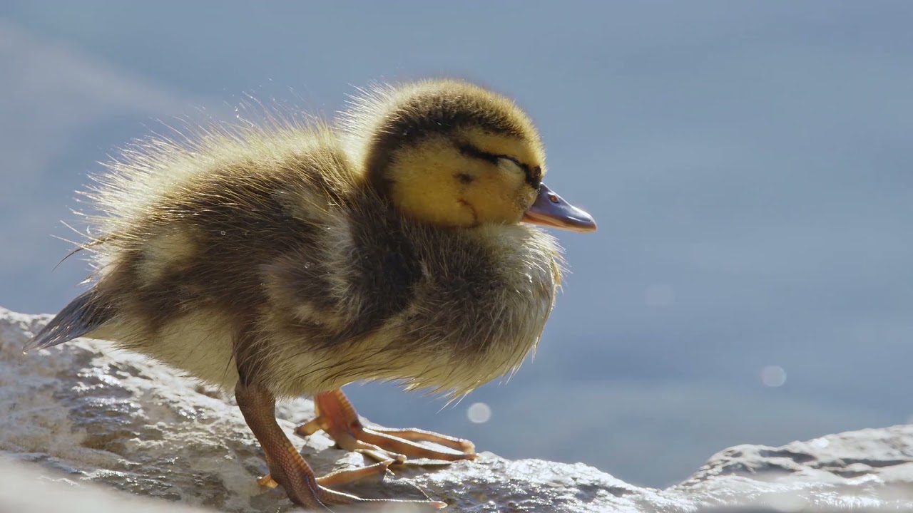 Give a Duck - YouTube