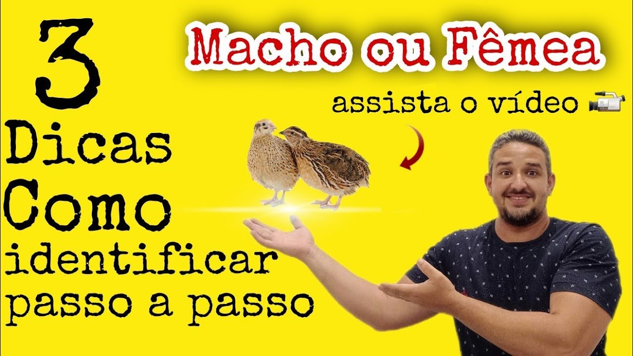 Como saber a codorna fêmea do macho (passo a passo.) - YouTube