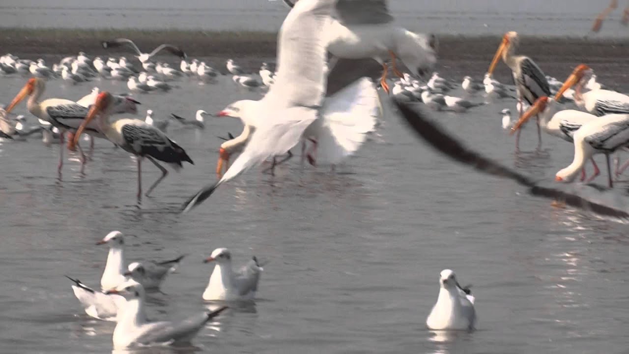 amazing india migratory birds - YouTube