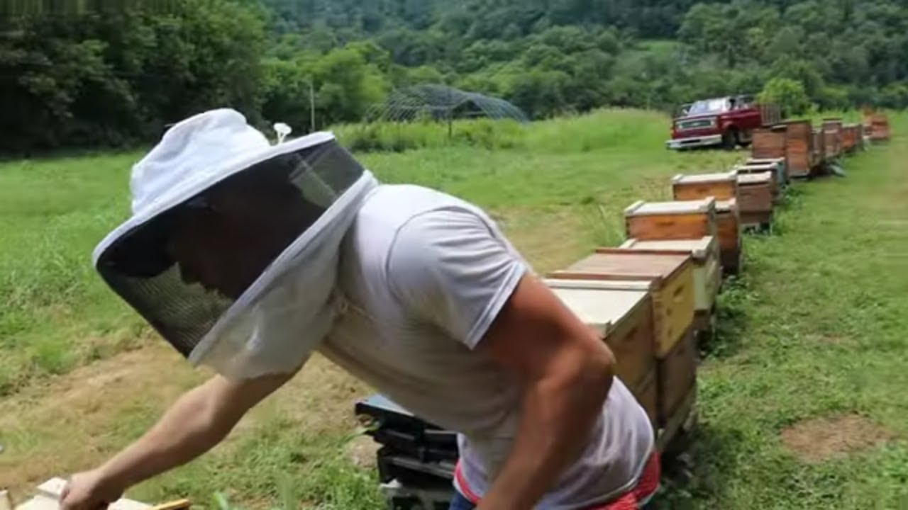 🔵50 HOT hives - Summertime Beekeeping! - YouTube