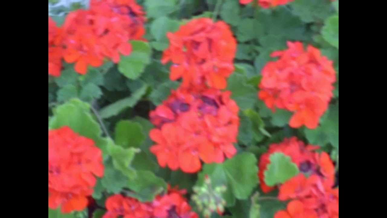 Mga Bulaklak sa Aking Garden #iba ibang bulaklak - YouTube