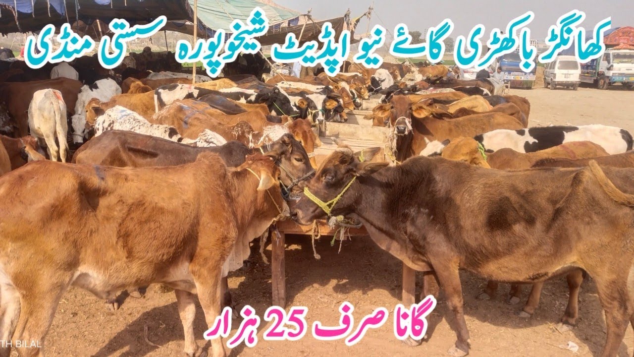 Sheikupura Mandi Khangar Cow Current Update Fresh Rates Update - YouTube