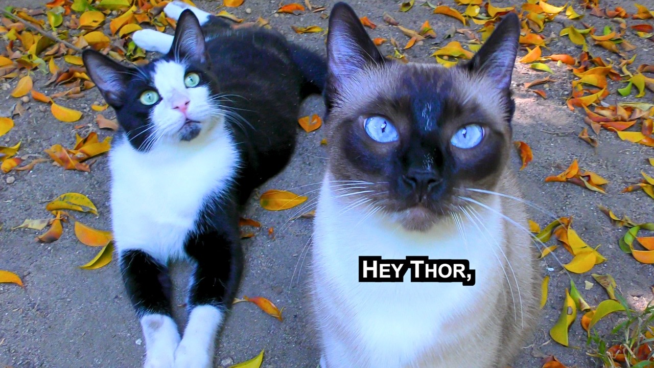 Cat Voice Over ️ Siamese Cat Likes the Dark 💙 #cat #cats - YouTube