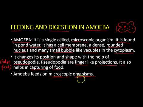 feeding and digestion in AMOEBA