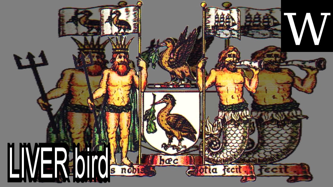 LIVER bird - WikiVidi Documentary - YouTube