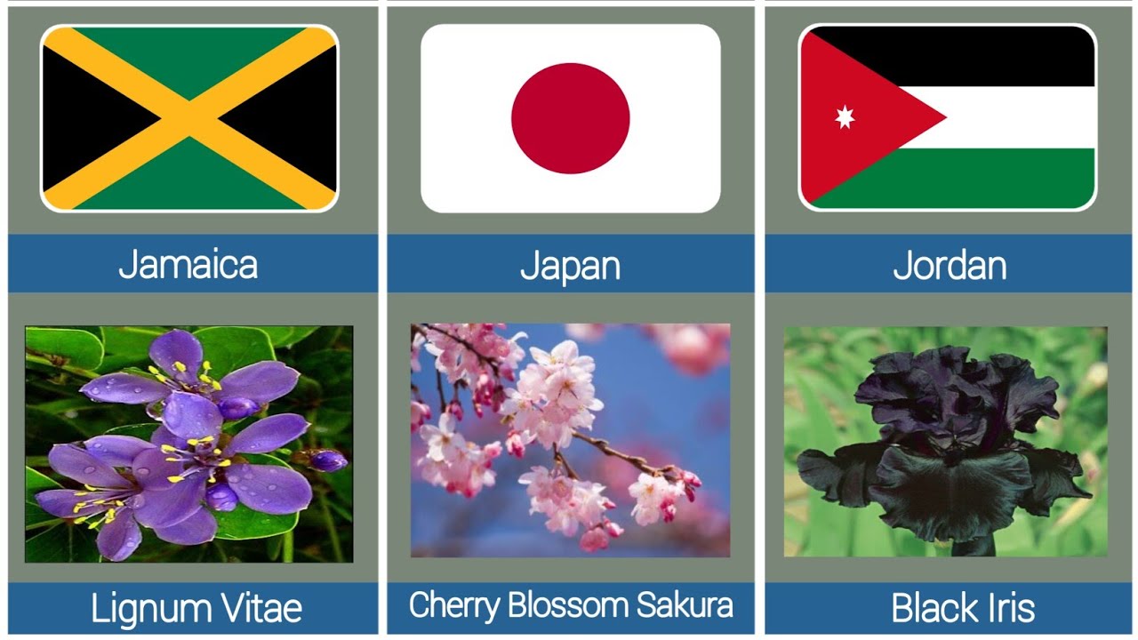 National Flower From Different Countries #national #flower #comparison ...
