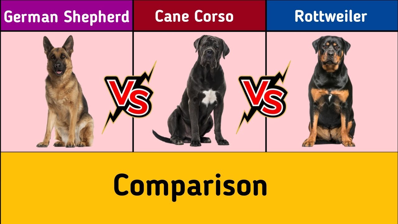 German Shepherd vs Cane Corso vs Rottweiler Comparison - YouTube