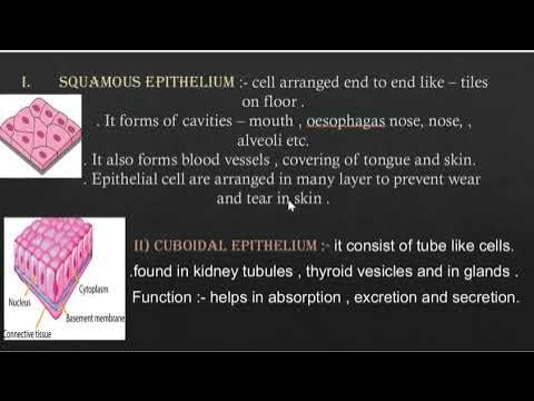 tissues (part 2) class 9 biology - YouTube