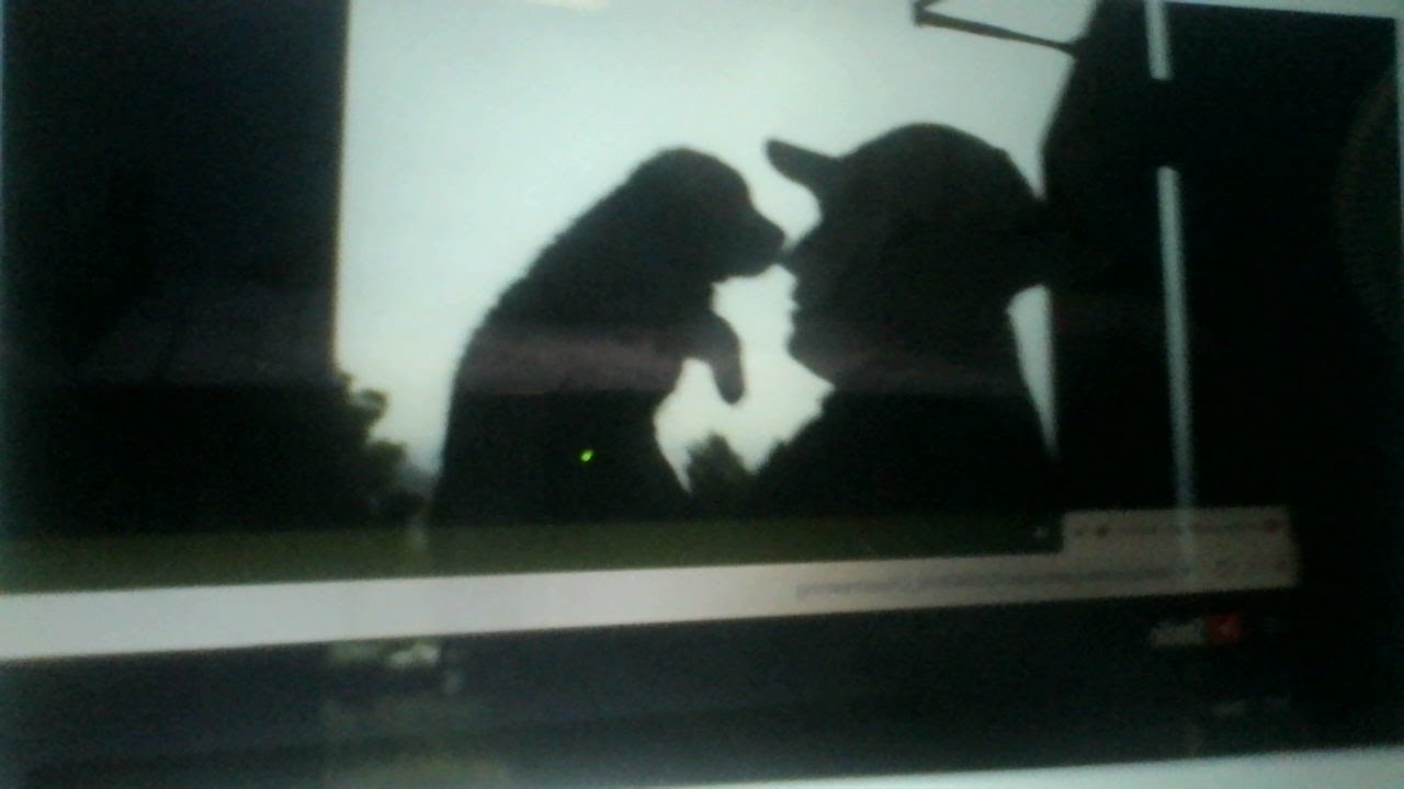 TIENE 22 AÑOS Y LE GUSTA LA MUSICA COUNTRY PEBBLES ES LA PERRITA MAS ...