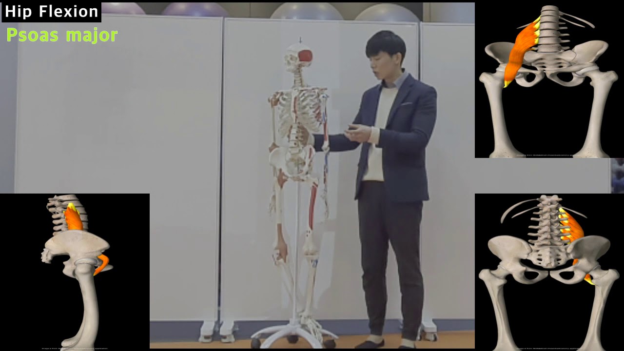 Anatomy(Hip Flexion) - YouTube