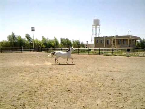 Jeyran