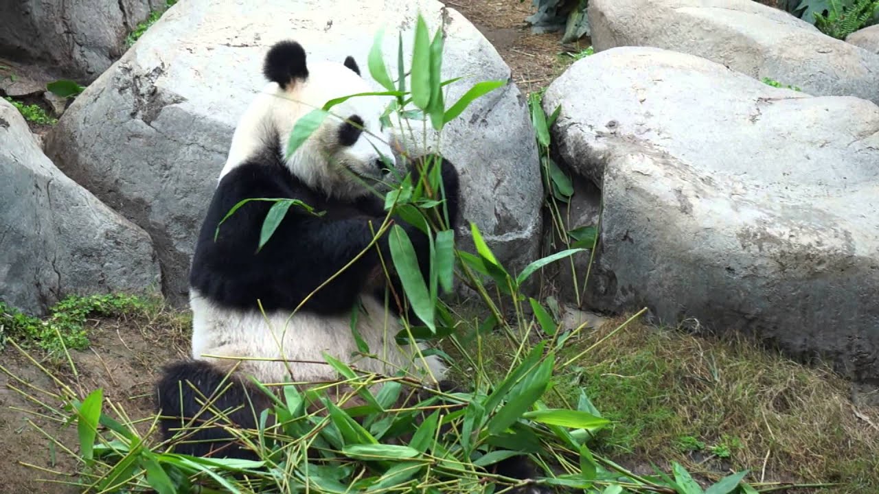 Great Panda Adventure #2 - YouTube