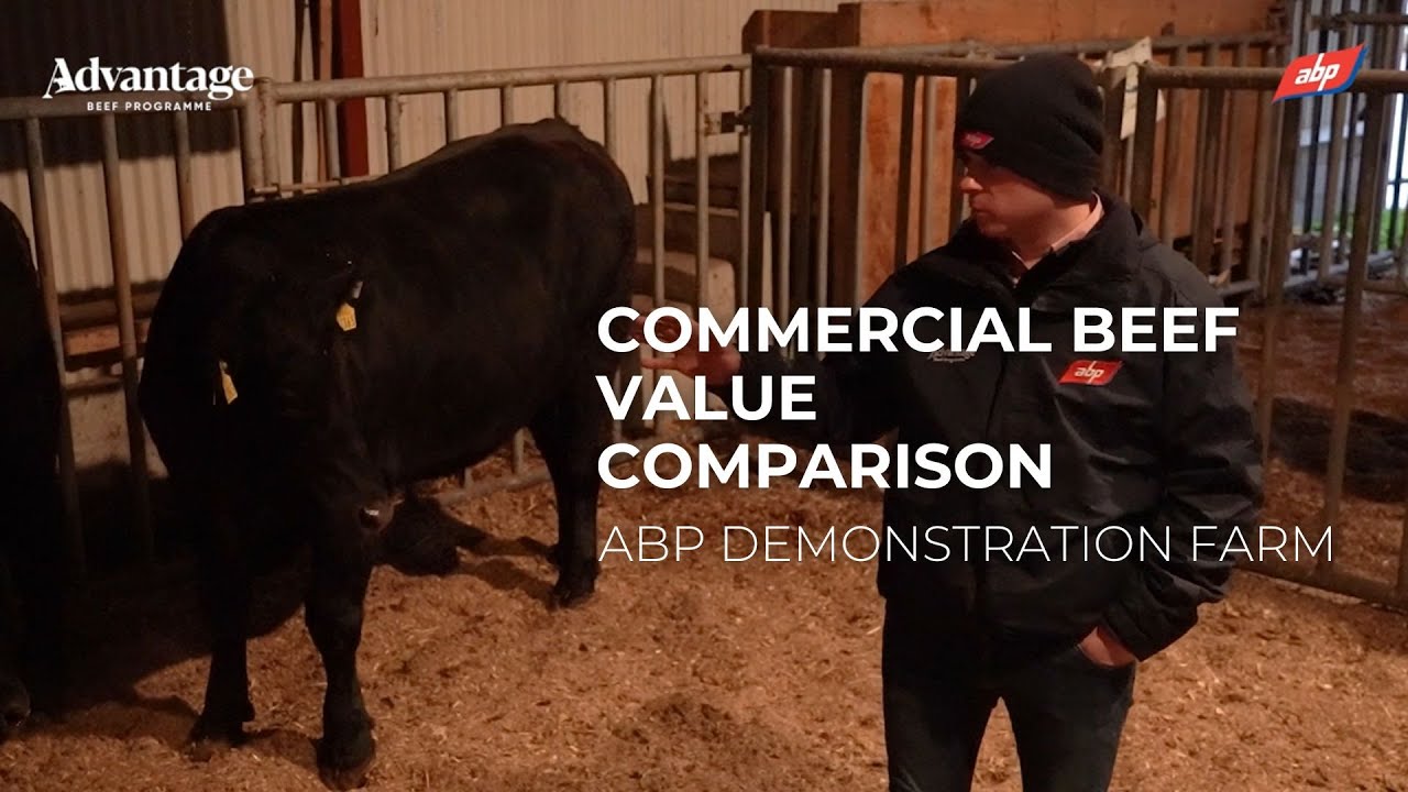 Commercial Beef Value Comparison | ABP Demonstration Farm - YouTube