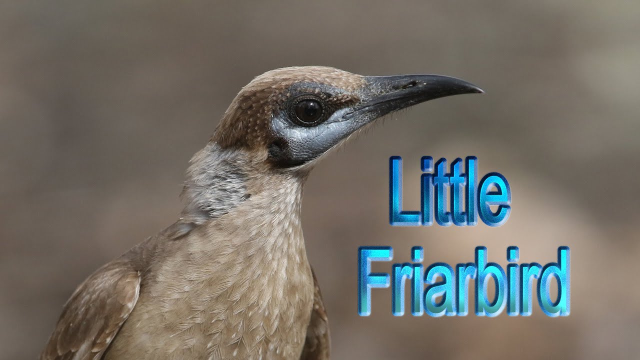 Friarbird Little - YouTube