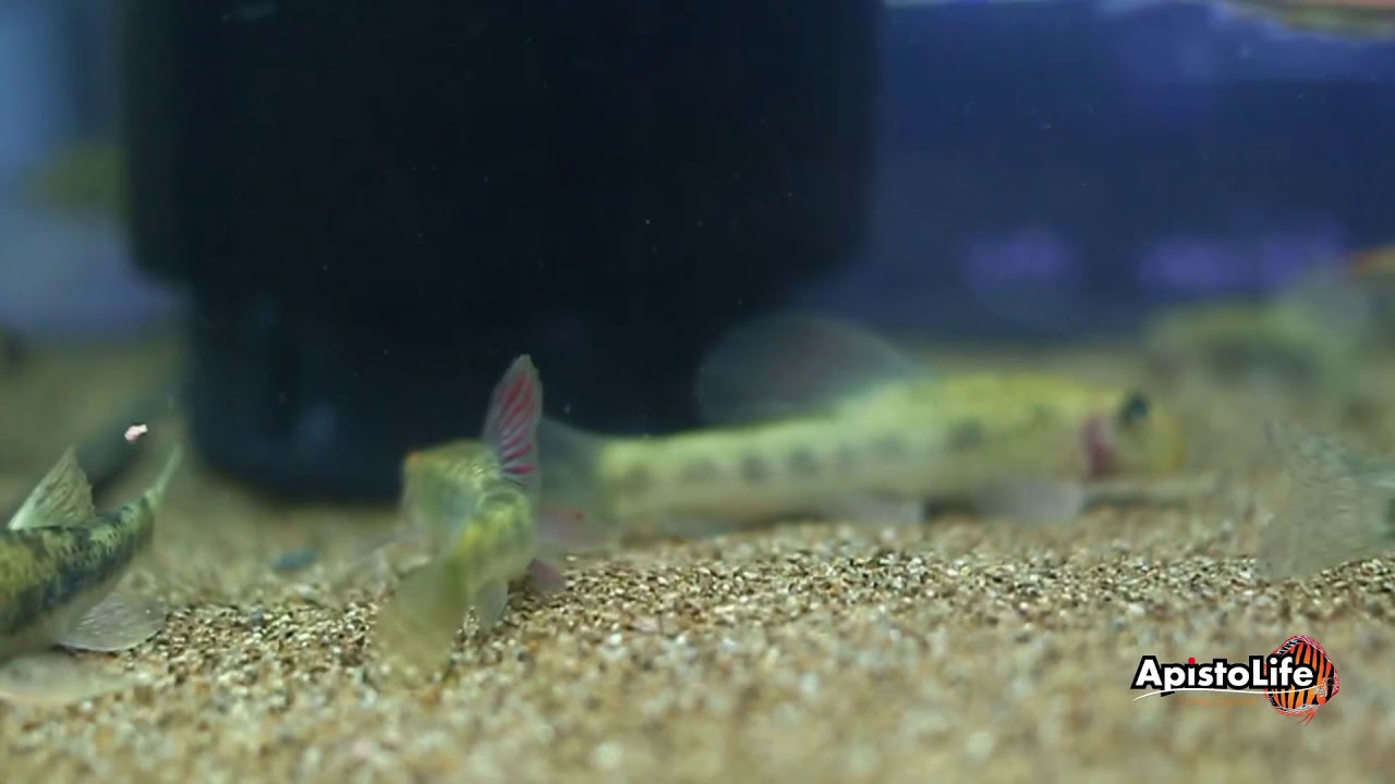 Microphysogobio tafangensis - YouTube