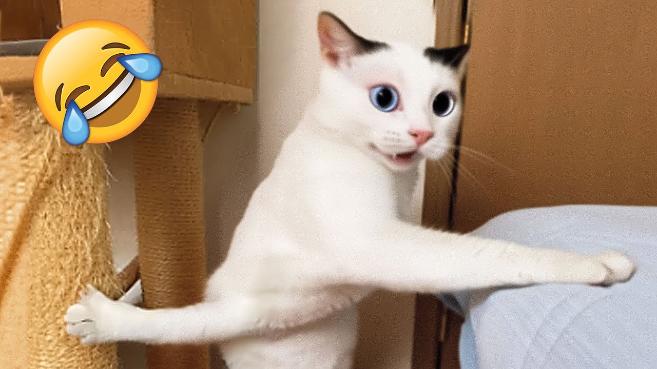 Watch these goofy cats and dogs crack everyone up! 😂 - YouTube