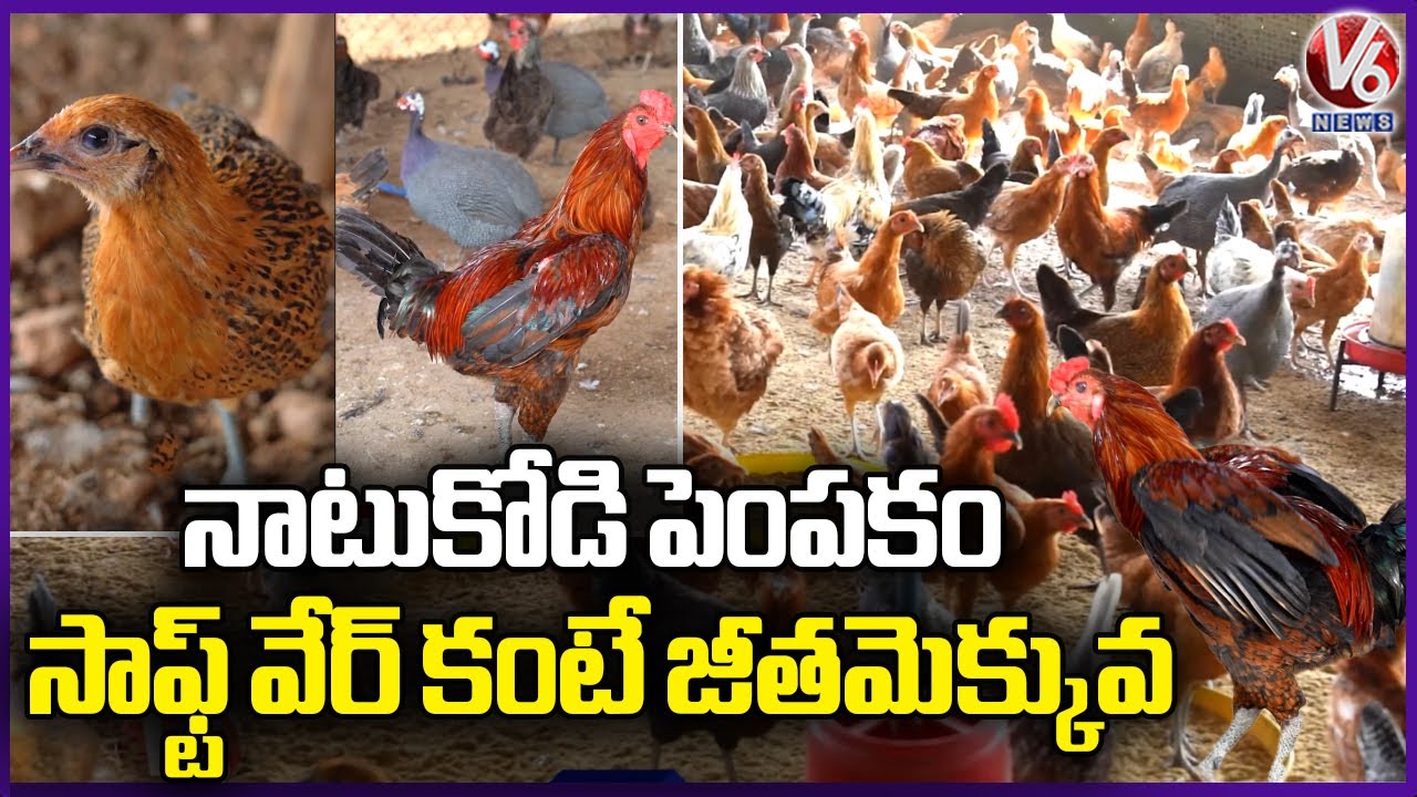 Natu Kodi (Country Chicken) Farming At Mulakalapalli | Yadadri ...